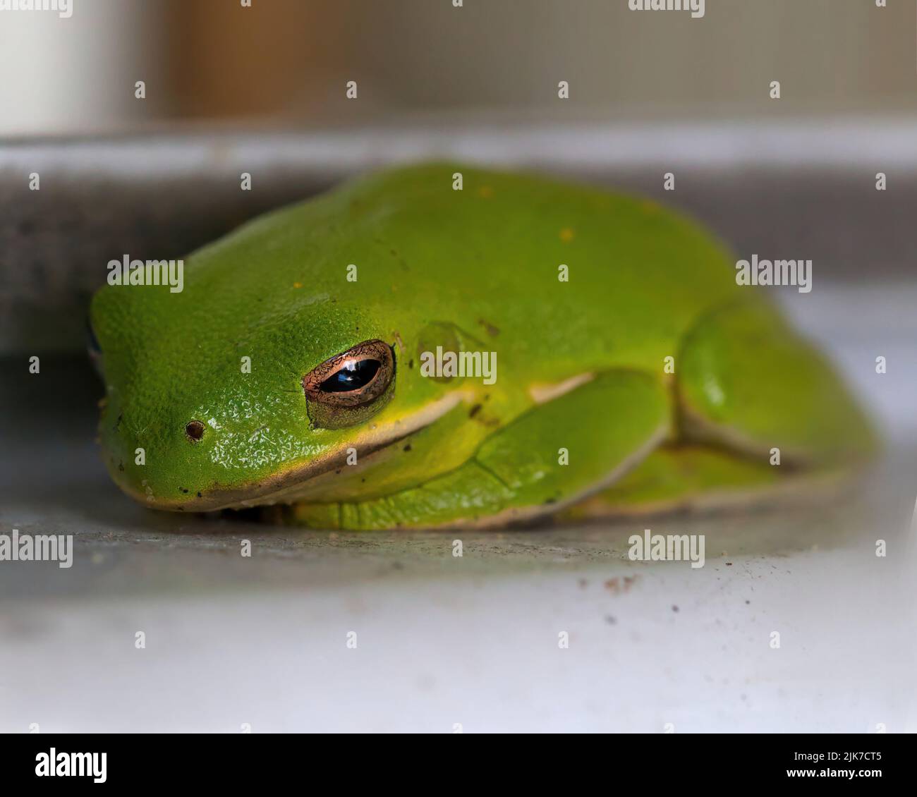Shiny frog hi-res stock photography and images - Alamy
