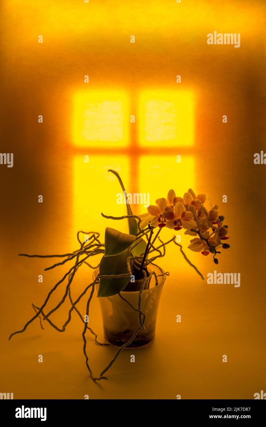 A glowing window with small orchids on a bright yellow light background ...
