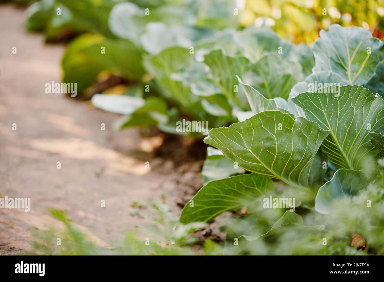Rows of fresh cabbage plants in the garden Stock Photo - Alamy