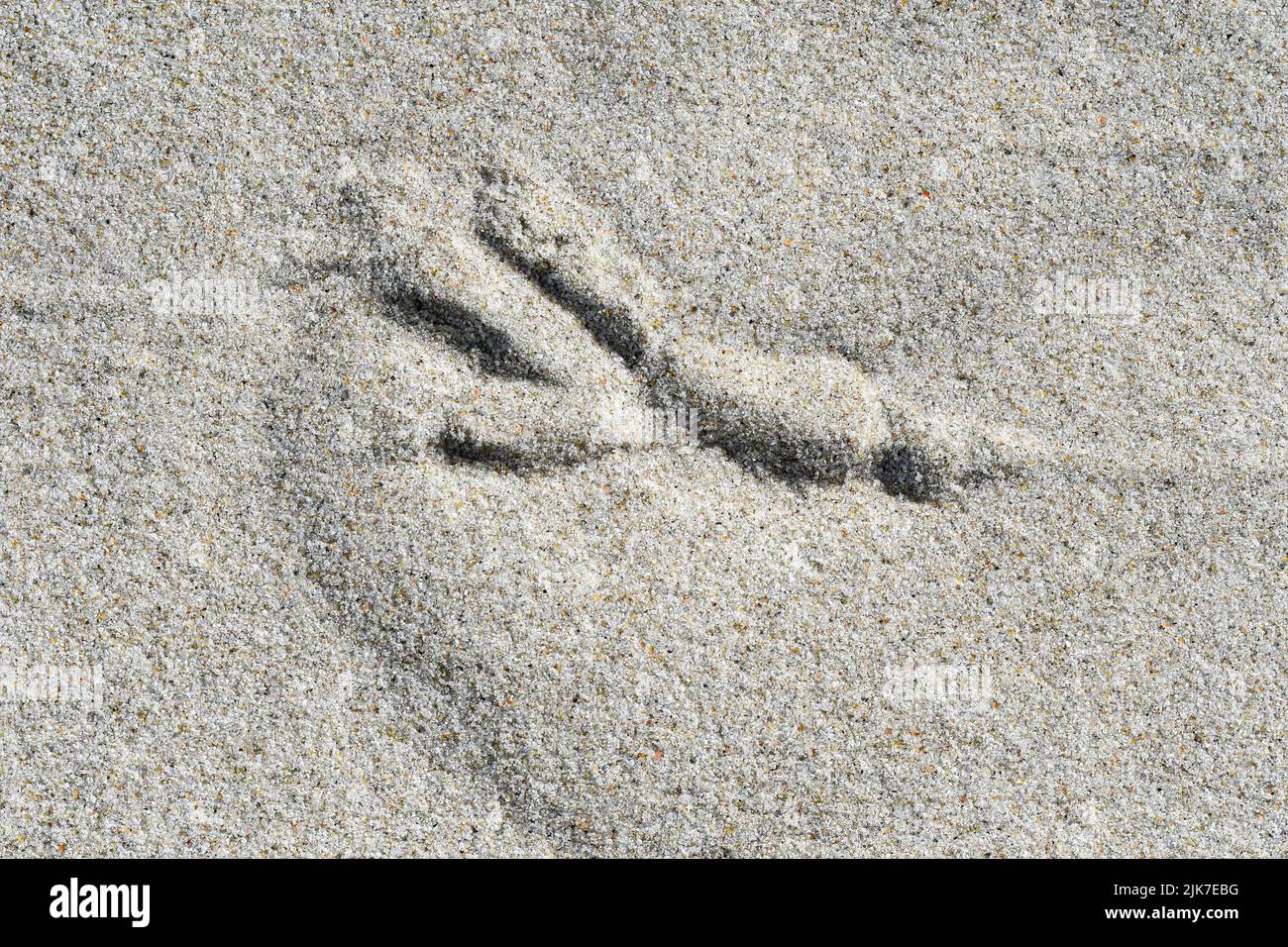 Bird footprint pattern hi-res stock photography and images - Alamy