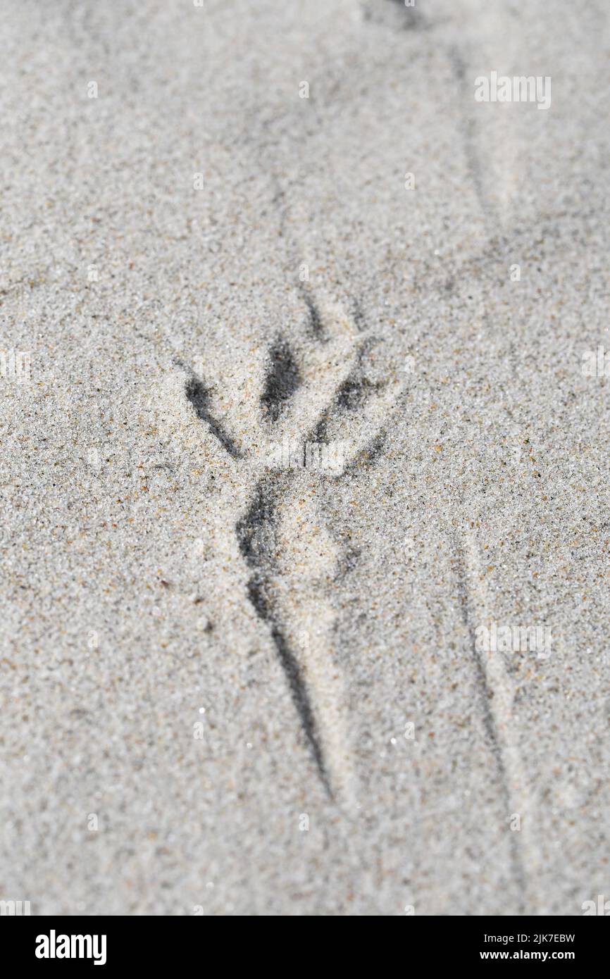 Bird footprint pattern hi-res stock photography and images - Alamy