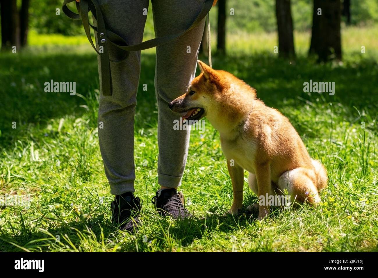 Red shiba inu puppy walking hi-res stock photography and images - Alamy