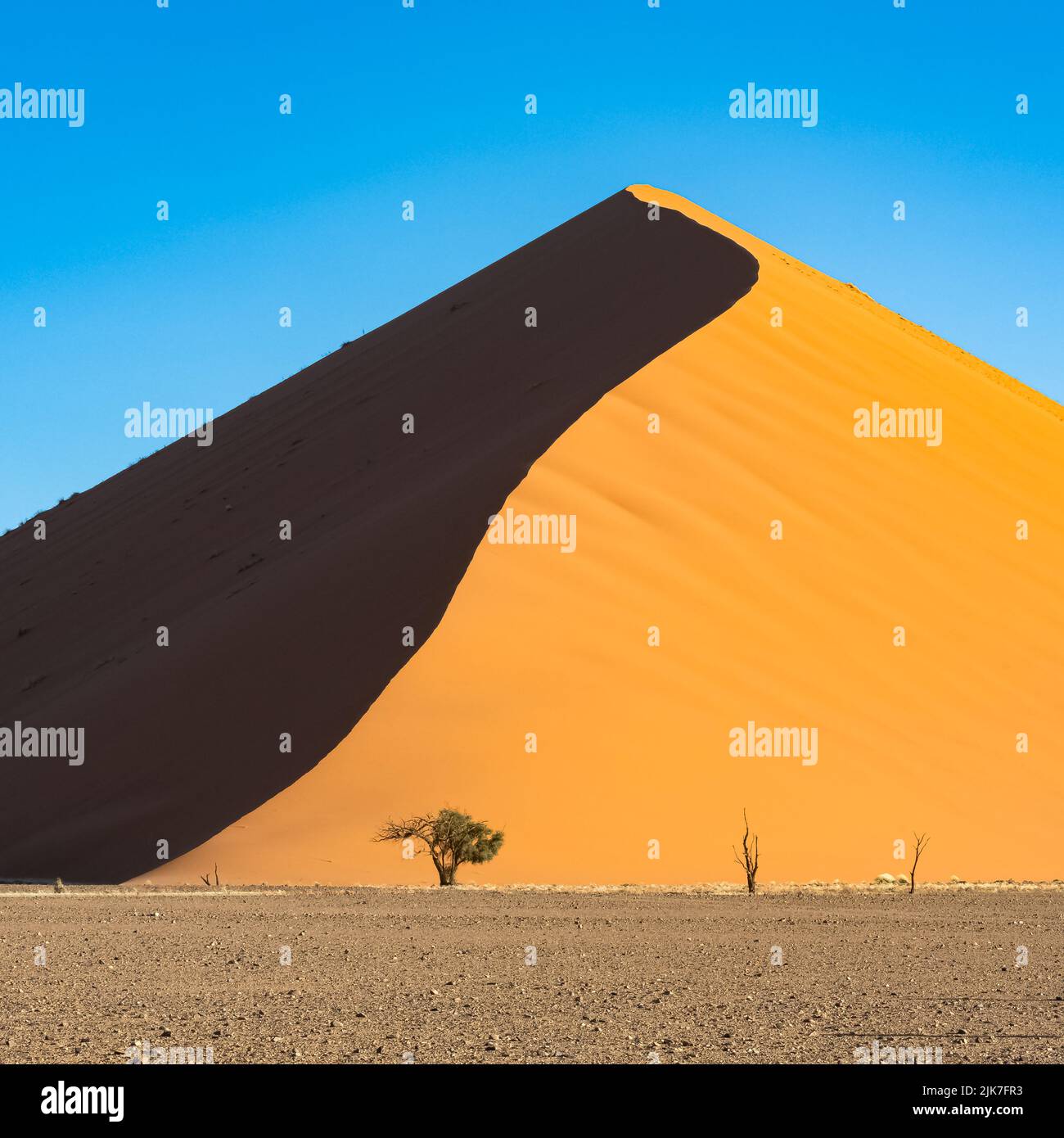 Namibia, the Namib desert, a tree isolated in the red dunes in ...