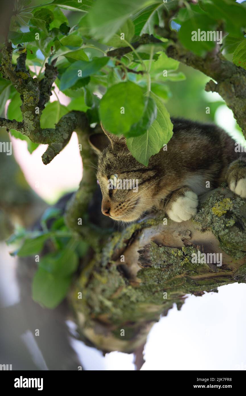 Cat in a tree lookinng and sleeping. cute cat looking after birds to ...