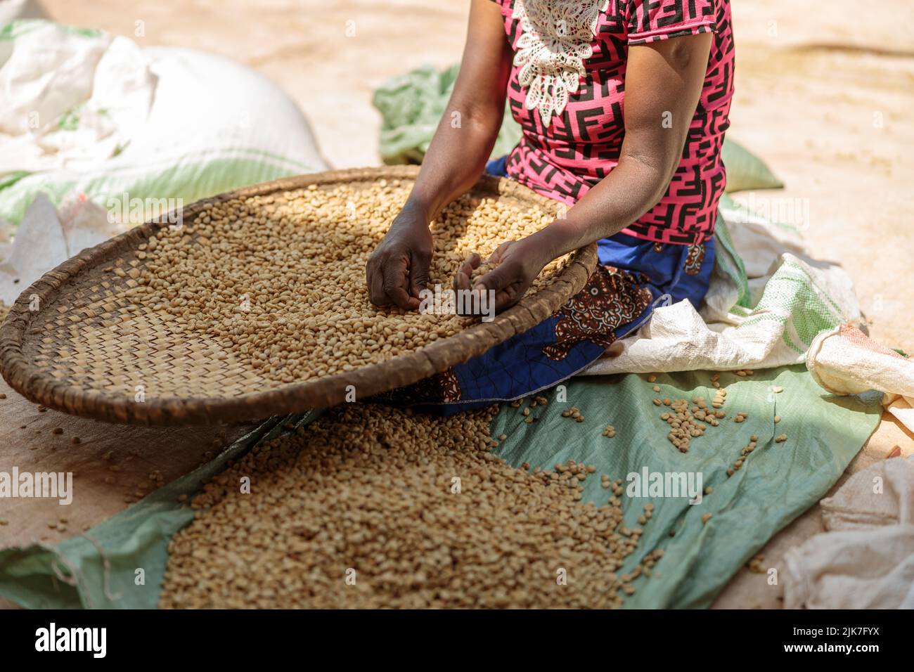 Female hands sorting coffee beans, using large wicker bowl Stock Photo ...