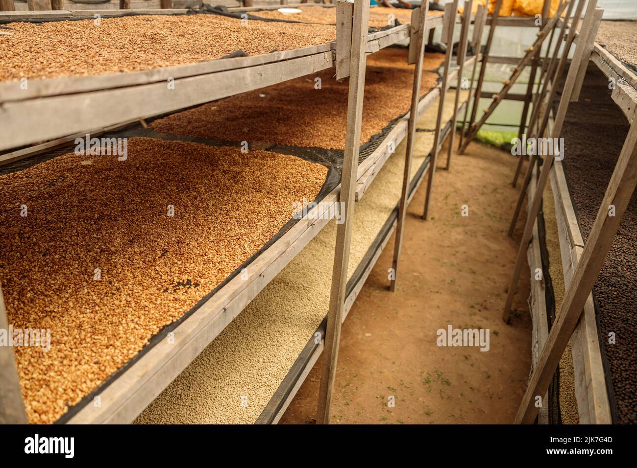 Many drying racks with coffee beans at farm in Africa Stock Photo - Alamy