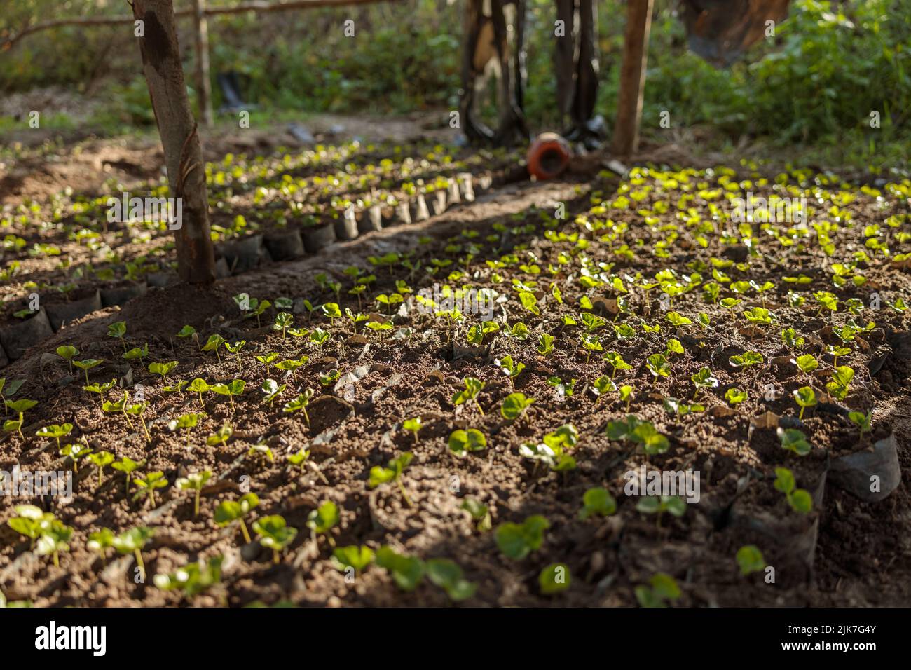 Coffee plant seeds in nurseries in coffee farm Stock Photo - Alamy