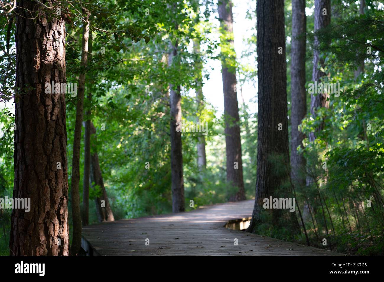 perspective on a path through the woods Stock Photo - Alamy