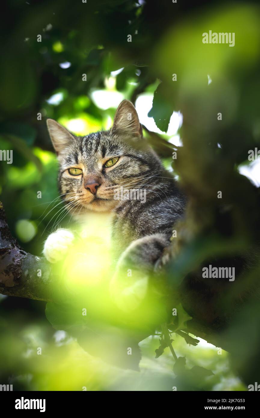 Cat in a tree lookinng and sleeping. cute cat looking after birds to ...