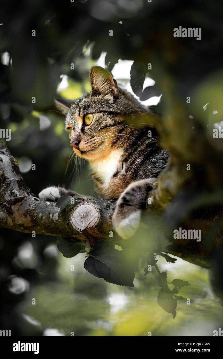 Cat in a tree lookinng and sleeping. cute cat looking after birds to ...