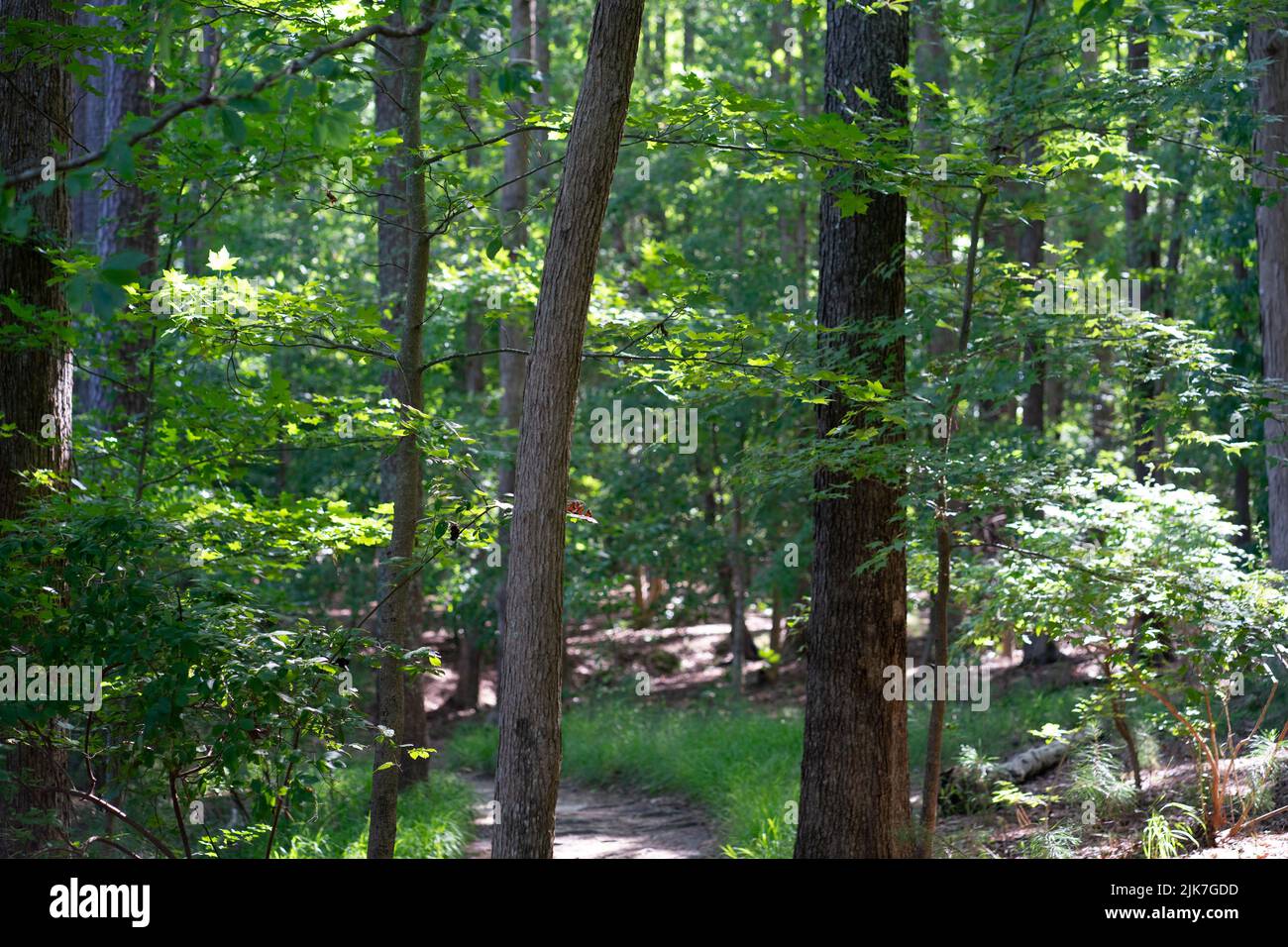 Layers of green hi-res stock photography and images - Alamy