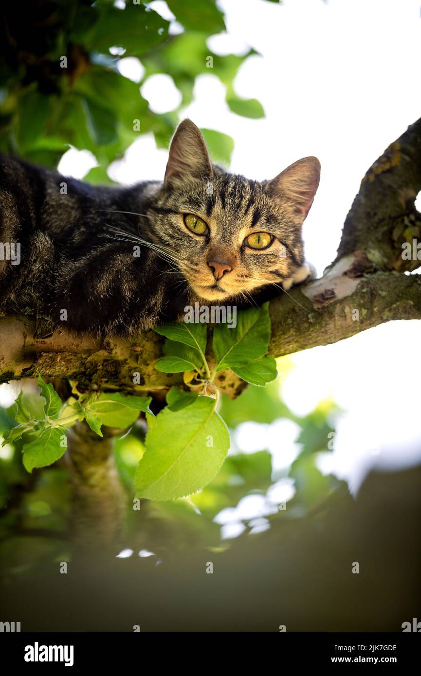 Cat in a tree lookinng and sleeping. cute cat looking after birds to ...