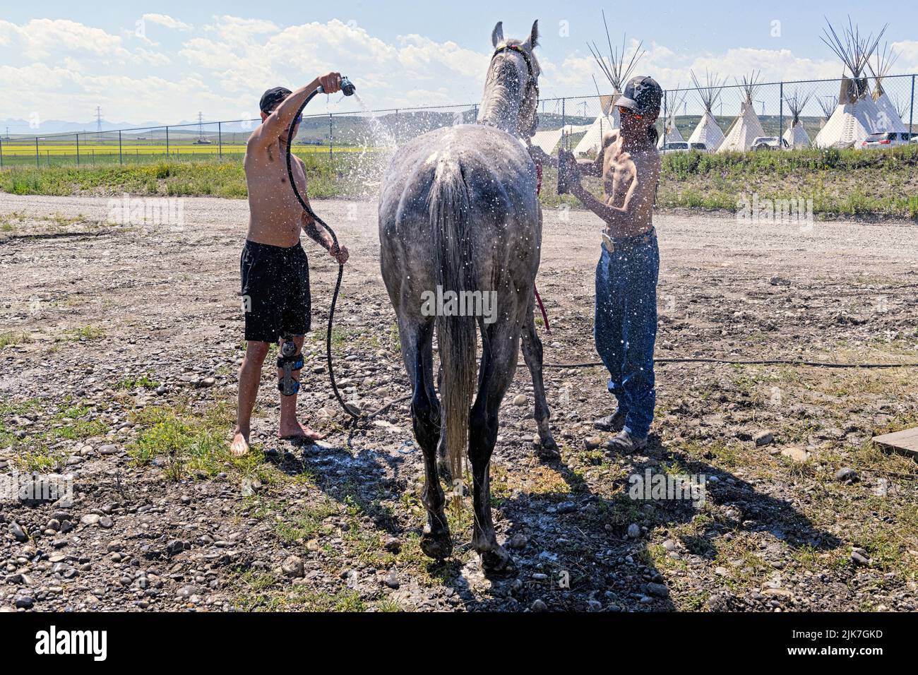Washing a horse at the Piikani Nation Rodeo and Powwow, Brocket Alberta ...