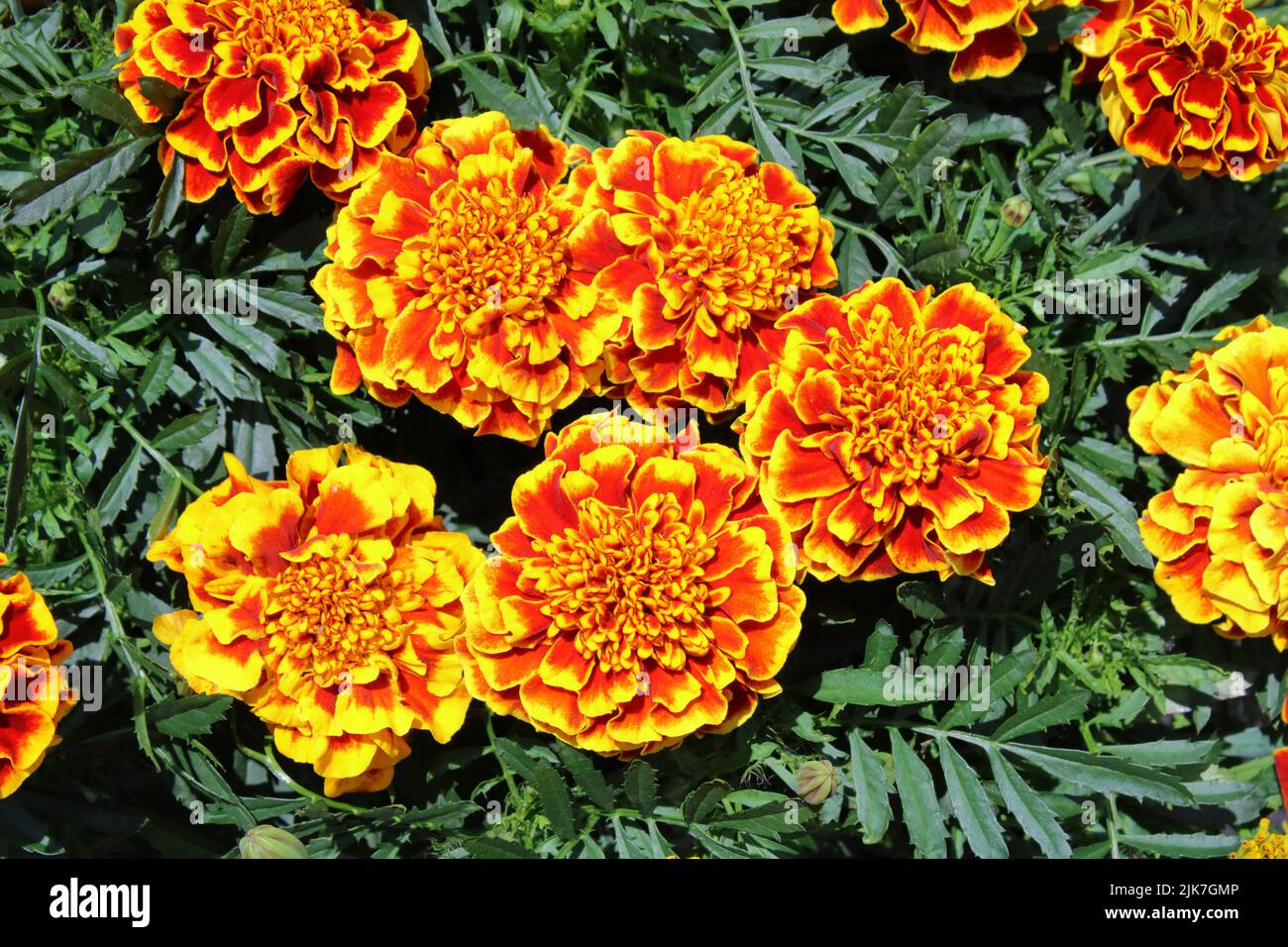 French Marigold(Tagetes patula 'Giant Bicolour') flowers Stock Photo ...