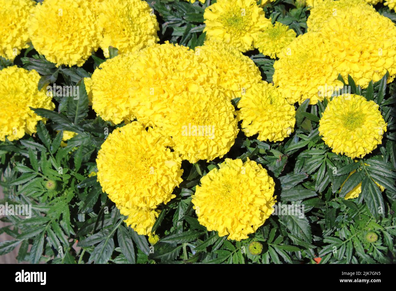 French Marigold(Tagetes patula nana 'Discovery Yellow') flowers in ...