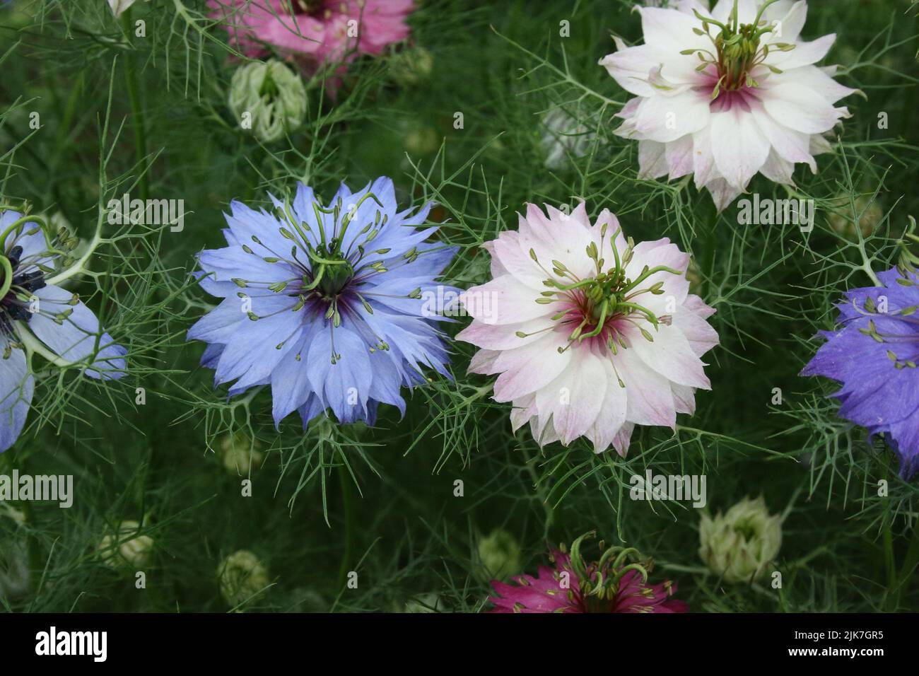 Love-in-a-Mist(Nigella damascena 'Mixed') flowers Stock Photo - Alamy