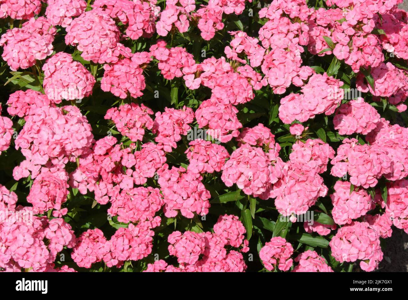 Sweet William(Dianthus barbatus 'Newport pink') flowers in sunshine ...