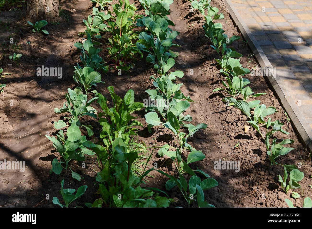 Bush of growing cabbage seedlings in open ground in an eco farm ...
