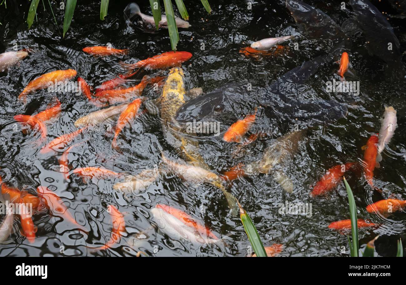 Koi Karp in a pond, busy during feeding time, many fish Stock Photo - Alamy