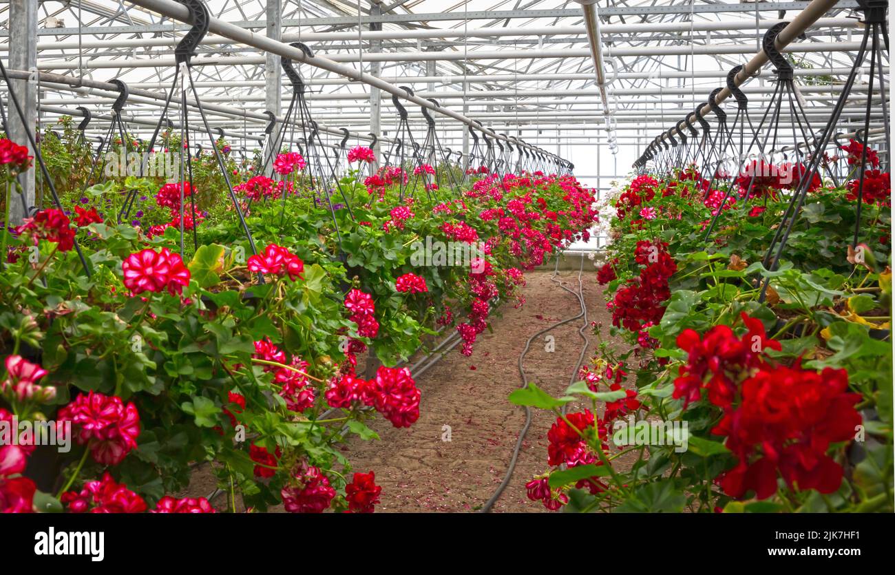 Bromeliad flower and Orchid nursery farm ornamental and flower green ...