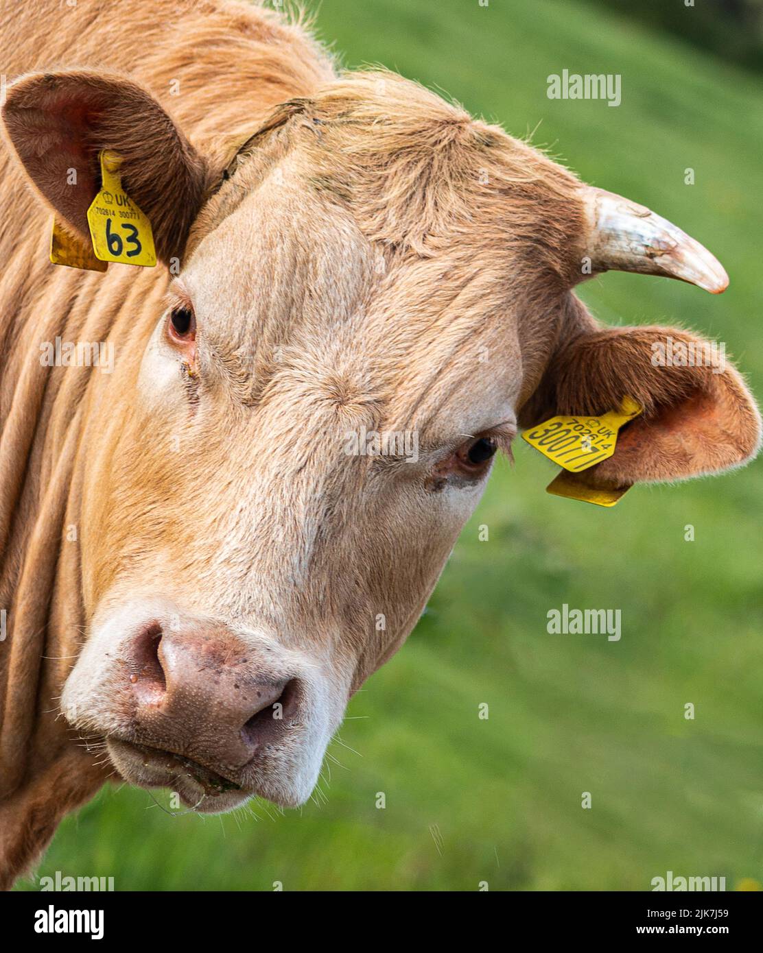 close up of a one horn cow Stock Photo - Alamy