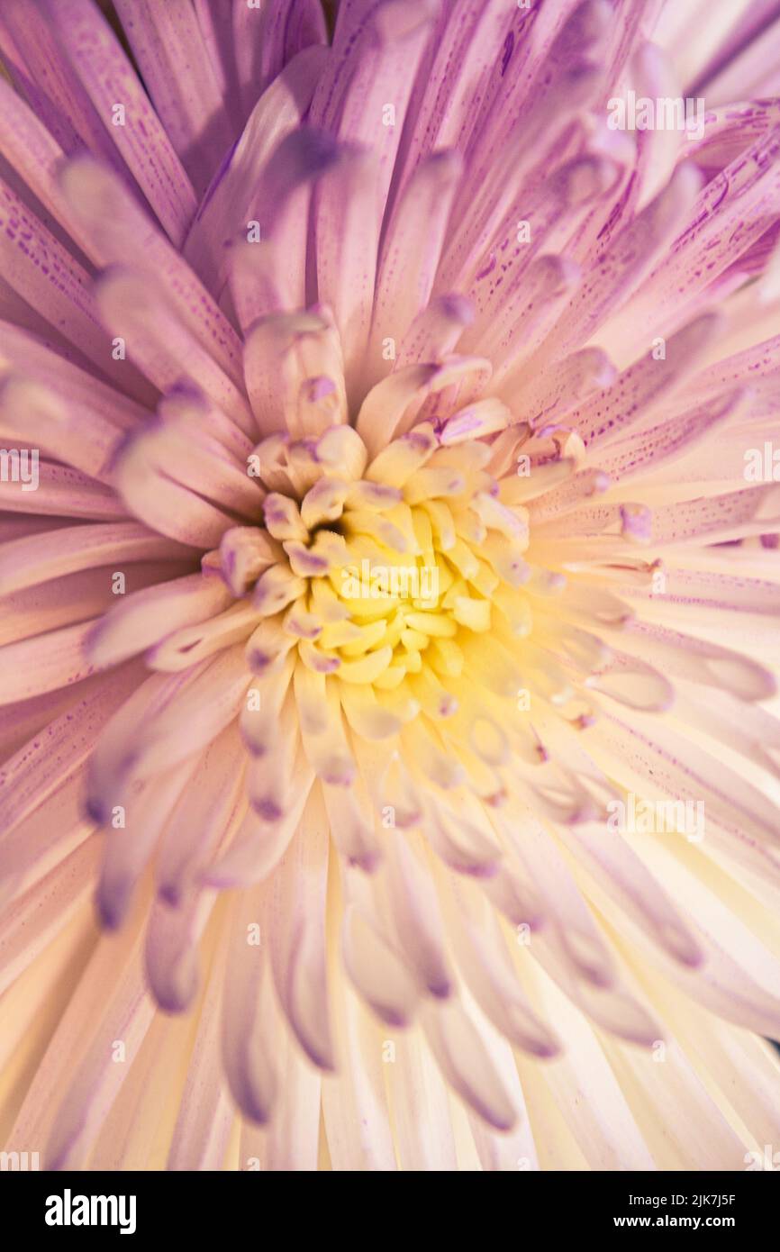 Dahila hi-res stock photography and images - Alamy