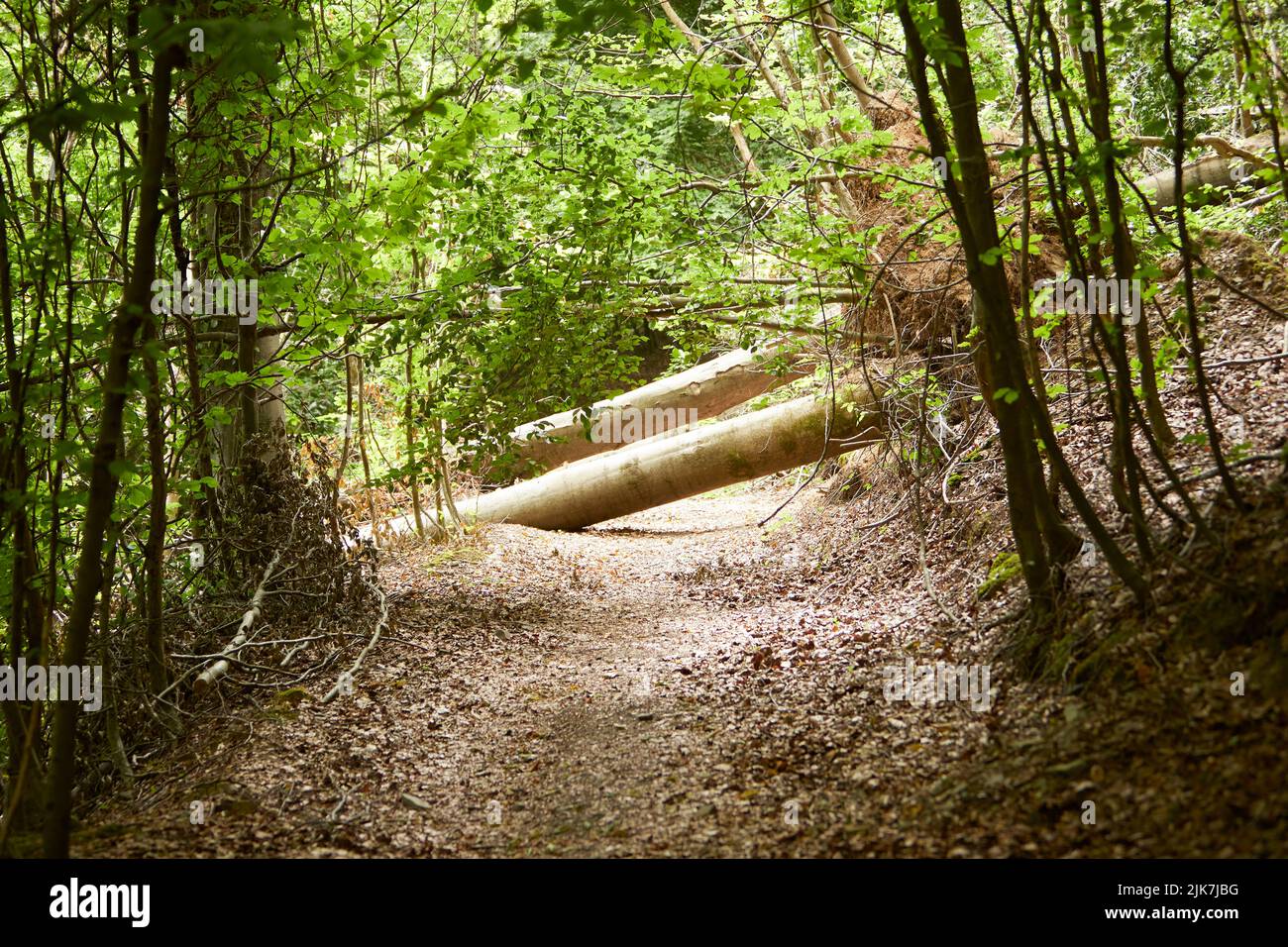 woodland path blocked by fallen tree trunks Stock Photo - Alamy