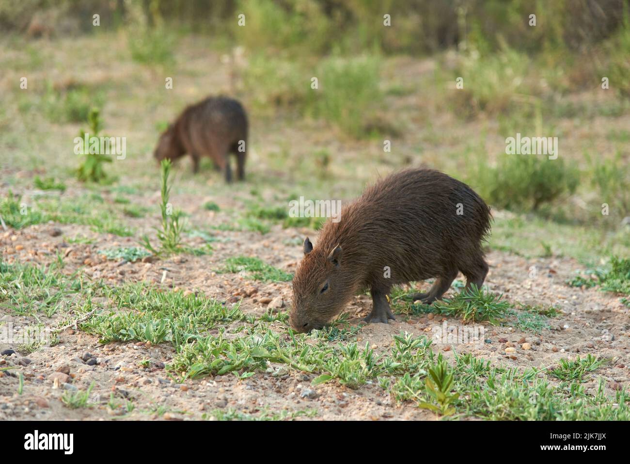 Young capybaras grazing, hydrochoerus hydrochaeris, largest living ...