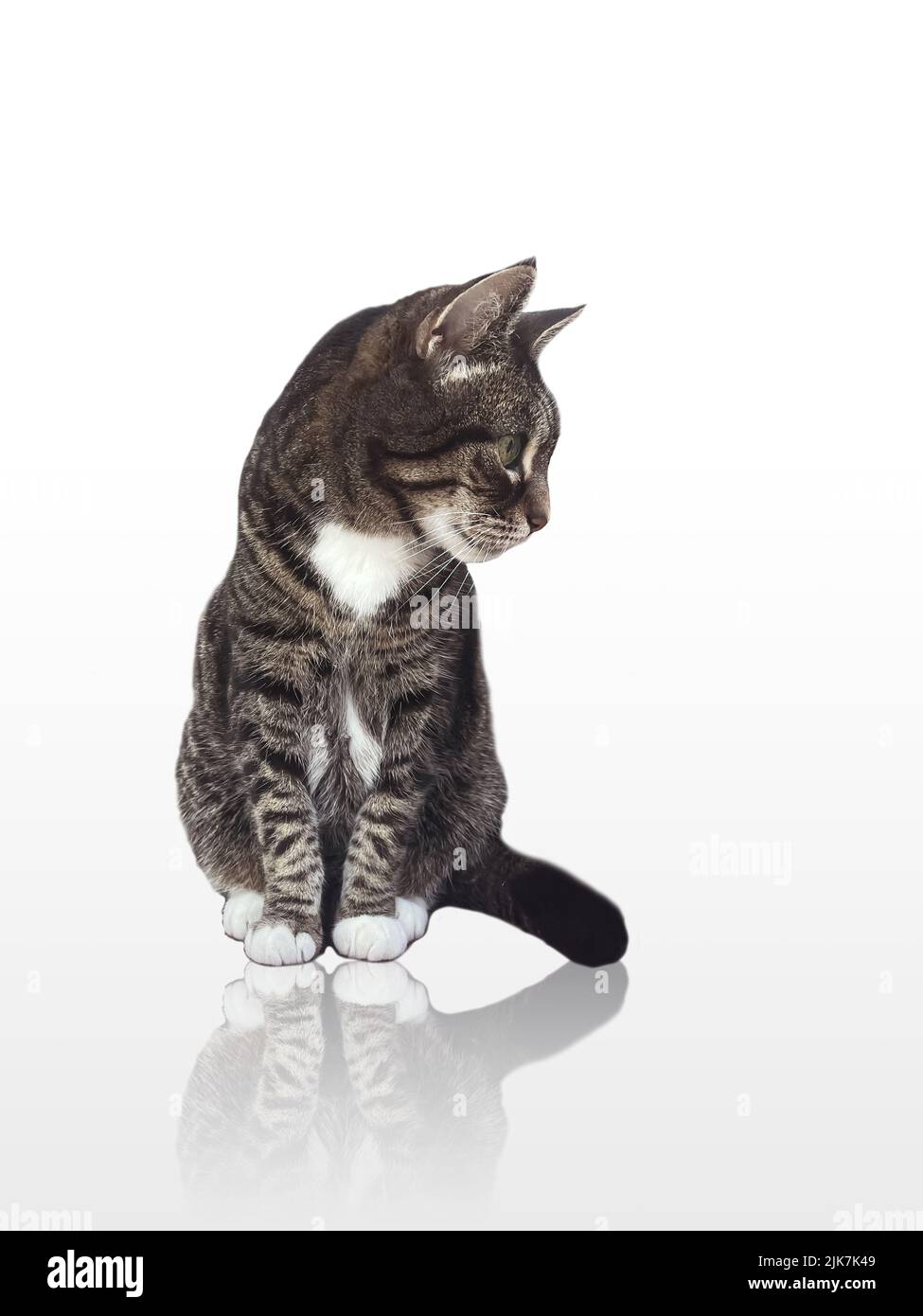 Beautiful female adult tabby cat posing on glossy white background ...