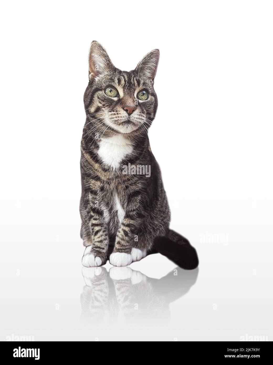 Beautiful female adult tabby cat posing on glossy white background, lovely adorable pet, studio ...