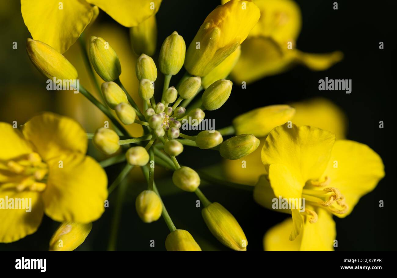 Rapeseed blooming in the field. Yellow rape flowers close-up. Growing ...