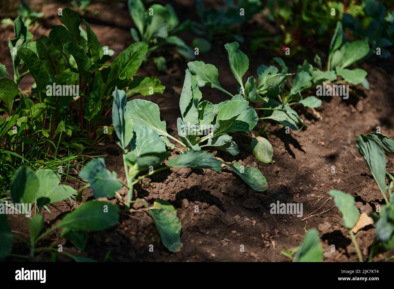 Row of young cabbage growing in the organic open ground in the ...