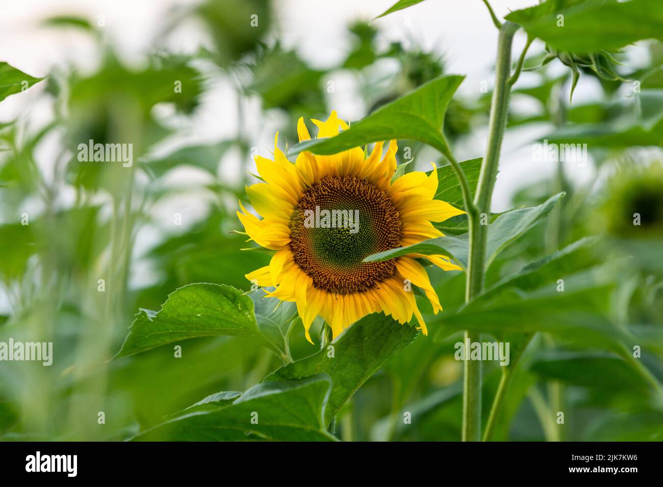 Look yellow flower sunflower hi-res stock photography and images - Alamy