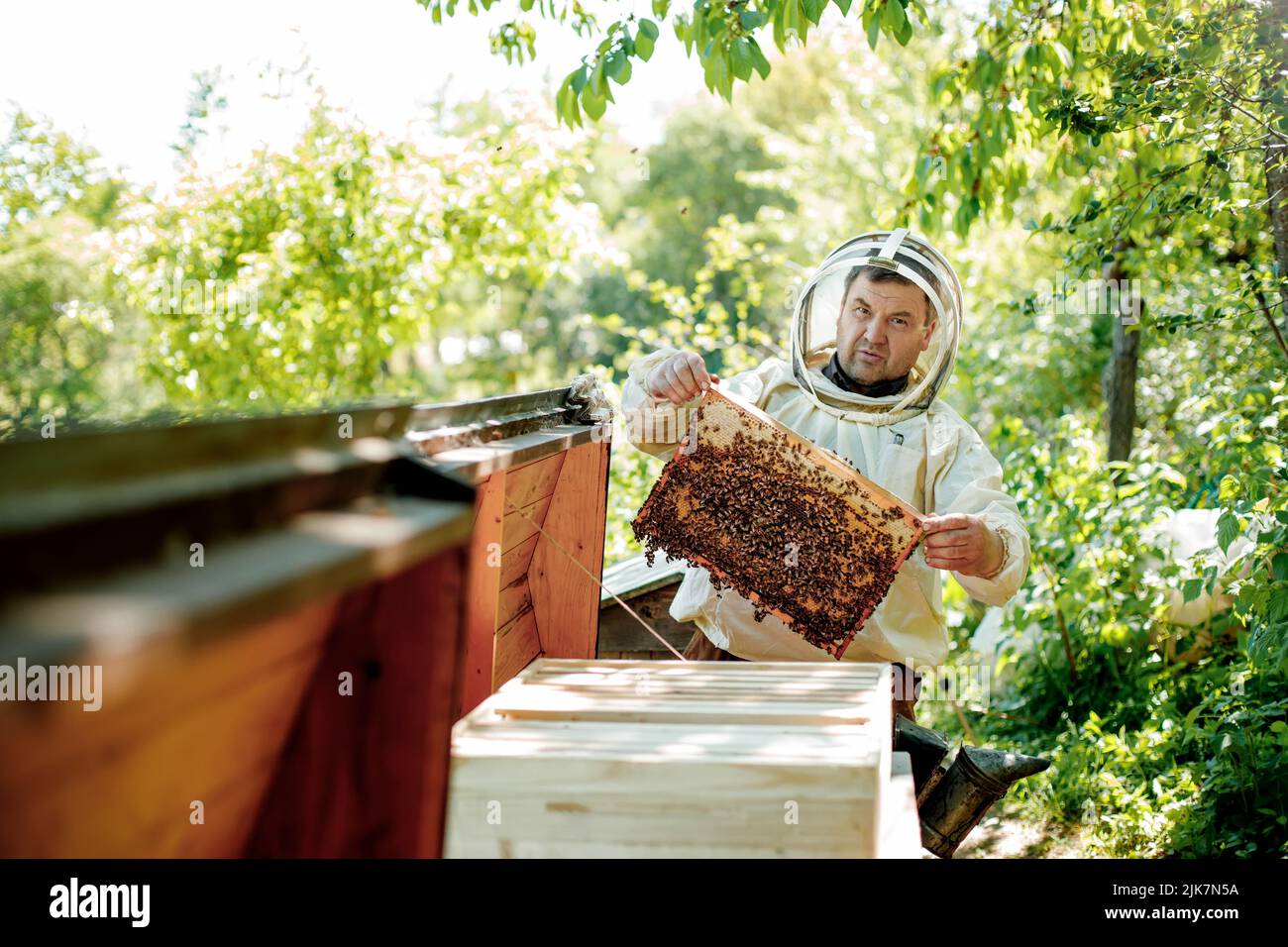 Beekeeper on apiary. Beekeeper is working with bees and beehives on the ...