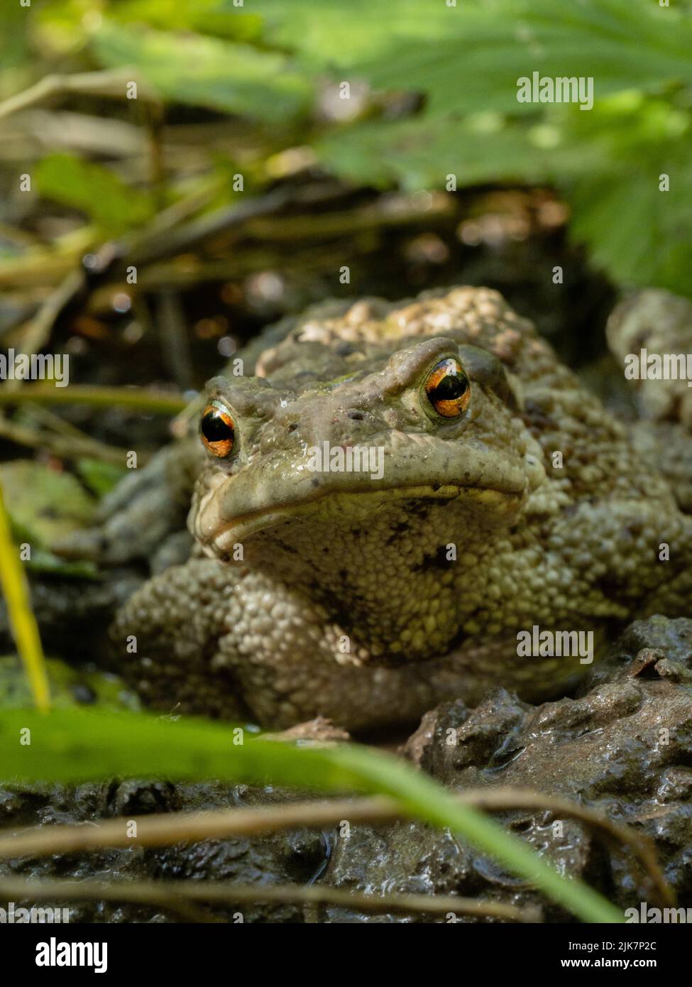 Wallpaper toad hi-res stock photography and images - Alamy