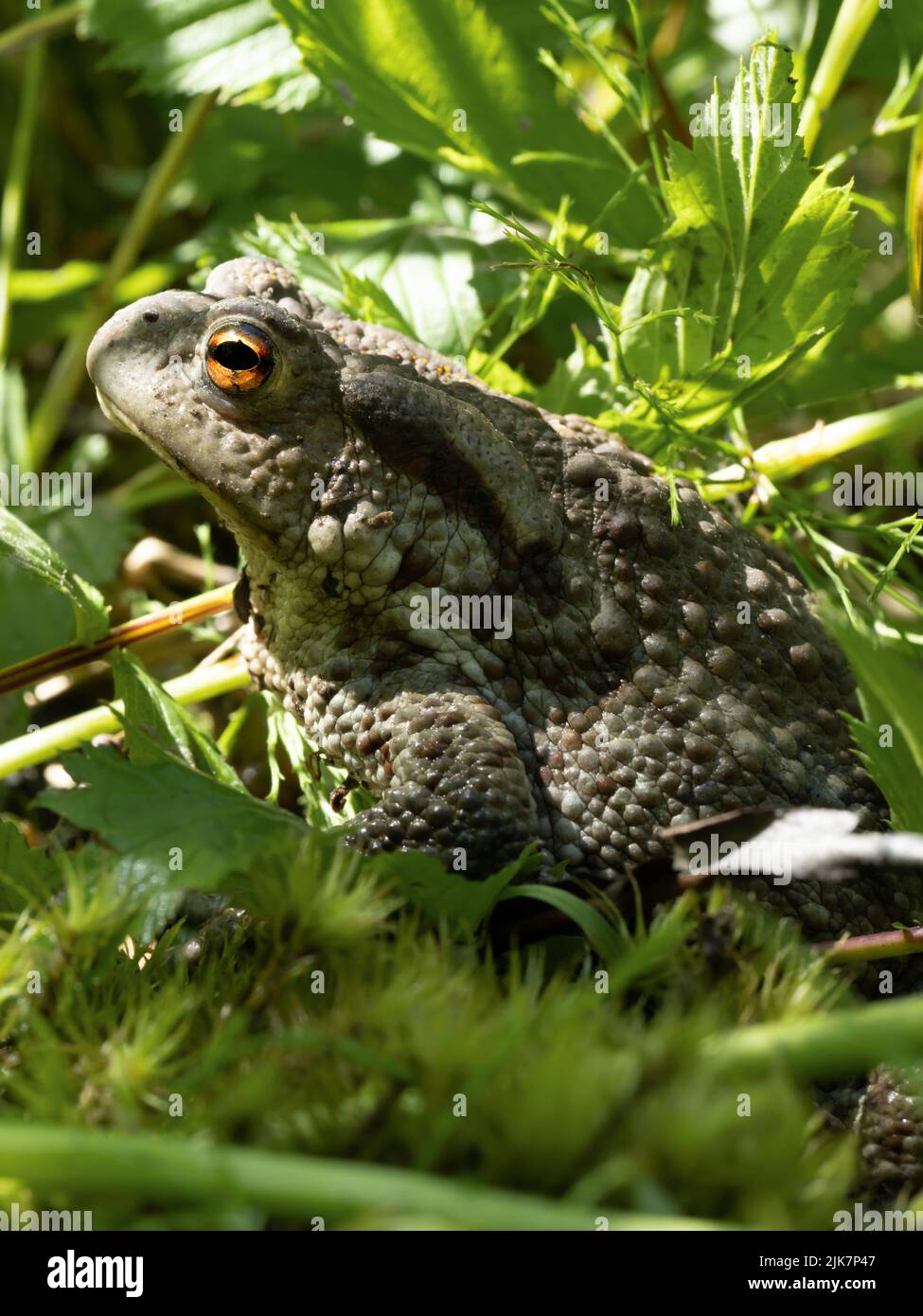 Toad hunting hi-res stock photography and images - Alamy