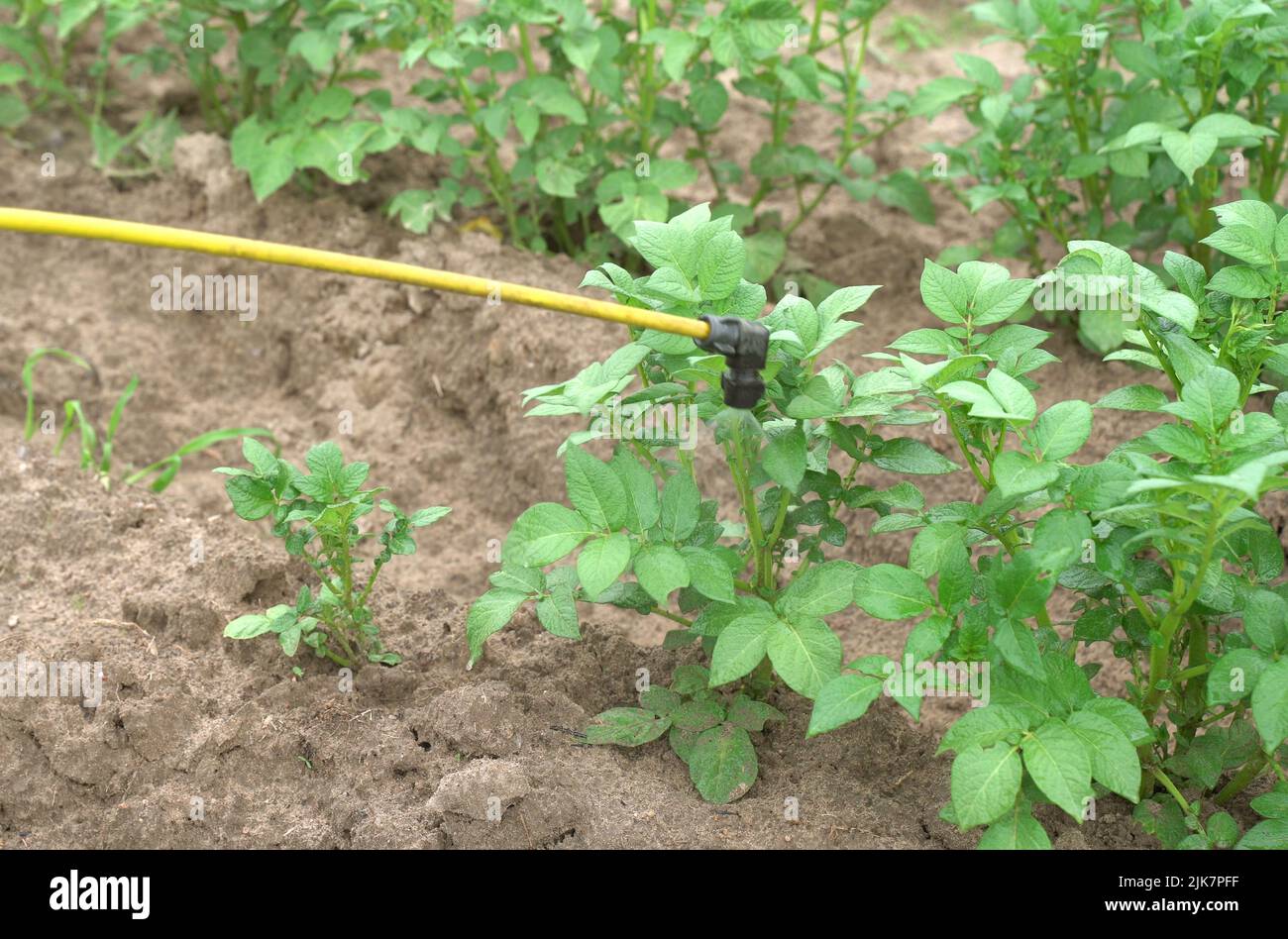 Spraying potatoes with pesticides. Destruction of the larvae of the ...