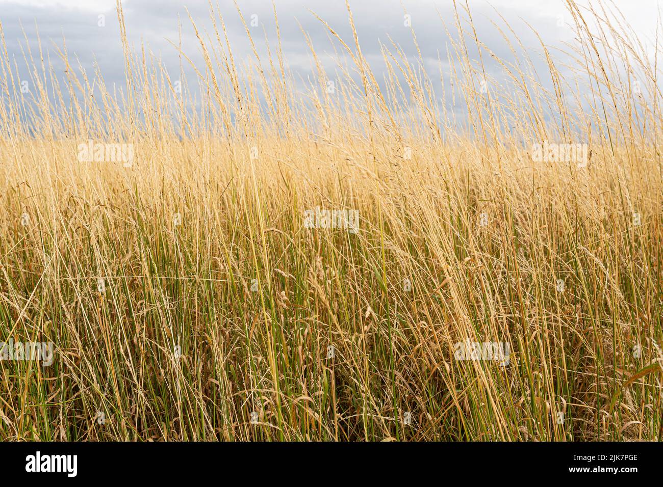 Field windswept wild grasses hi-res stock photography and images - Alamy