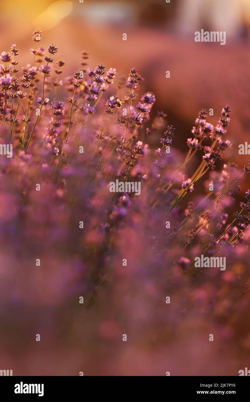 close up of bushes lavender blooming scented fields on sunset. lavender ...