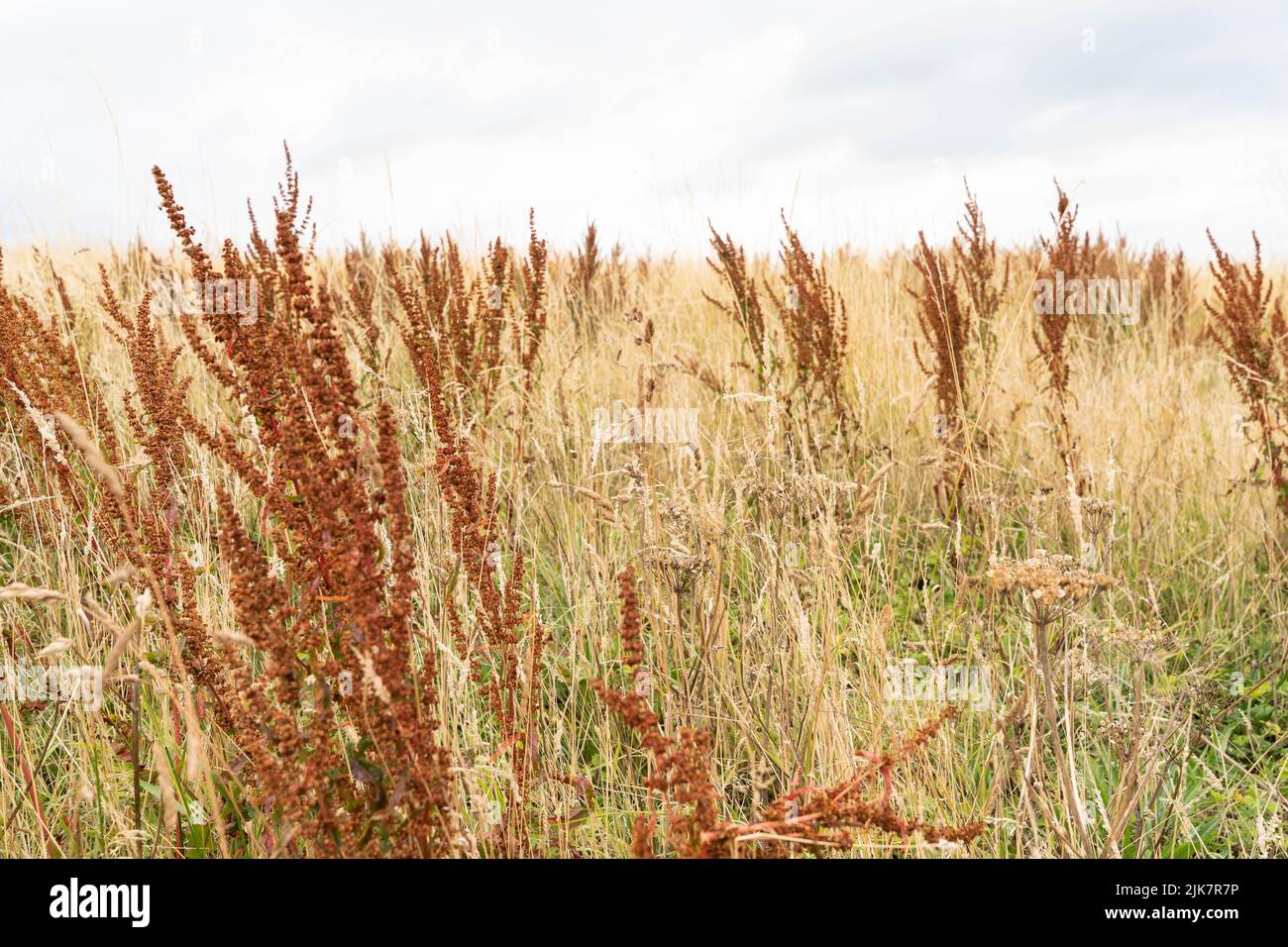 Wild grasses and dock plants in autumn countryside meadow Stock Photo ...