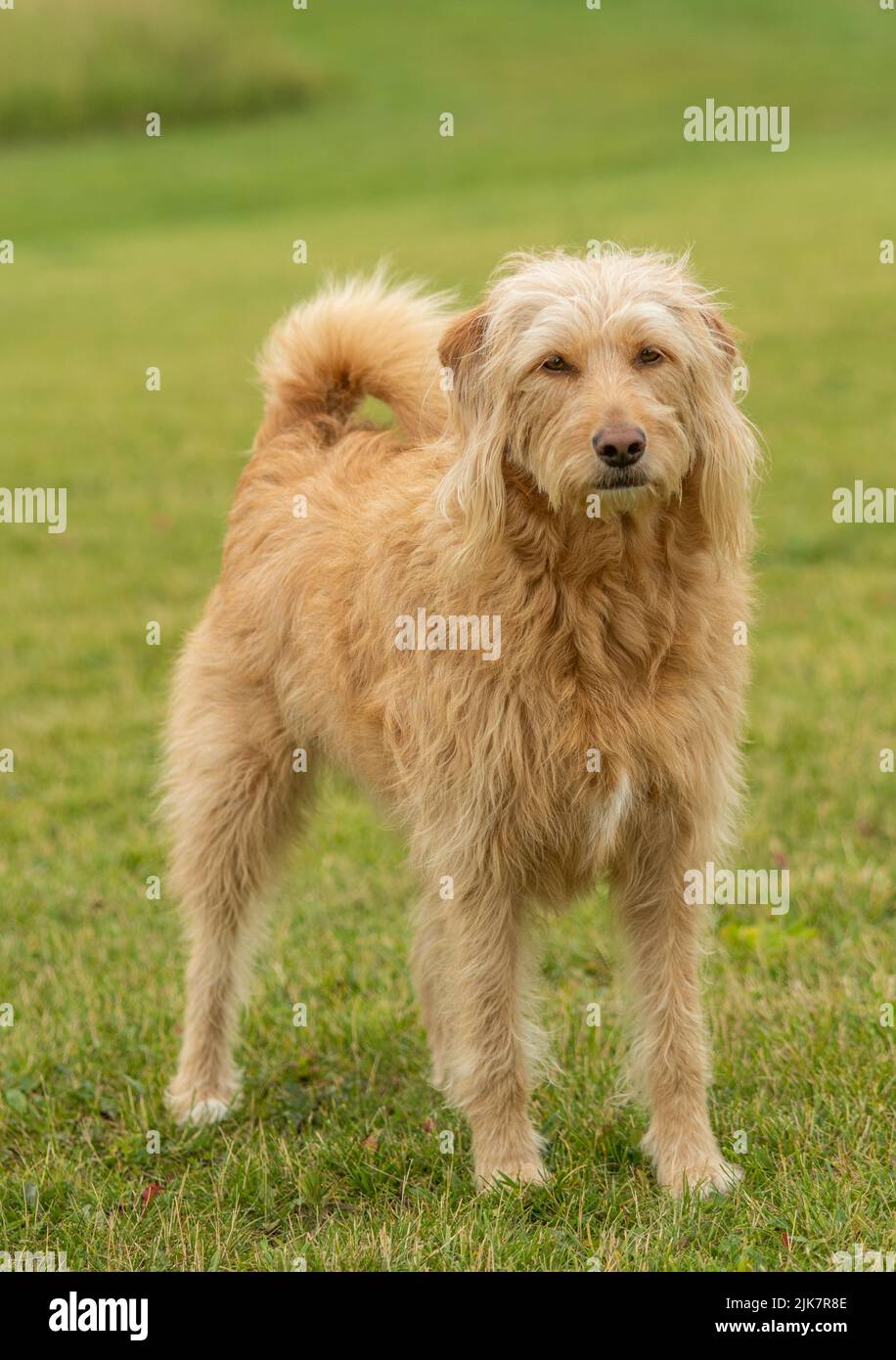 Labradoodle dog standing alert in grass field Stock Photo - Alamy