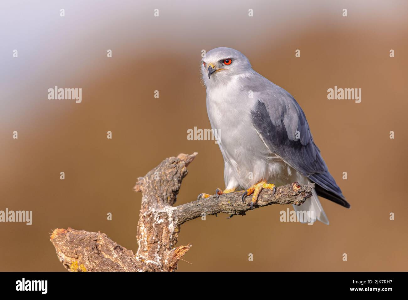 Black-Winged Kite (Elanus caeruleus) Bird of Prey perched in Tree on ...