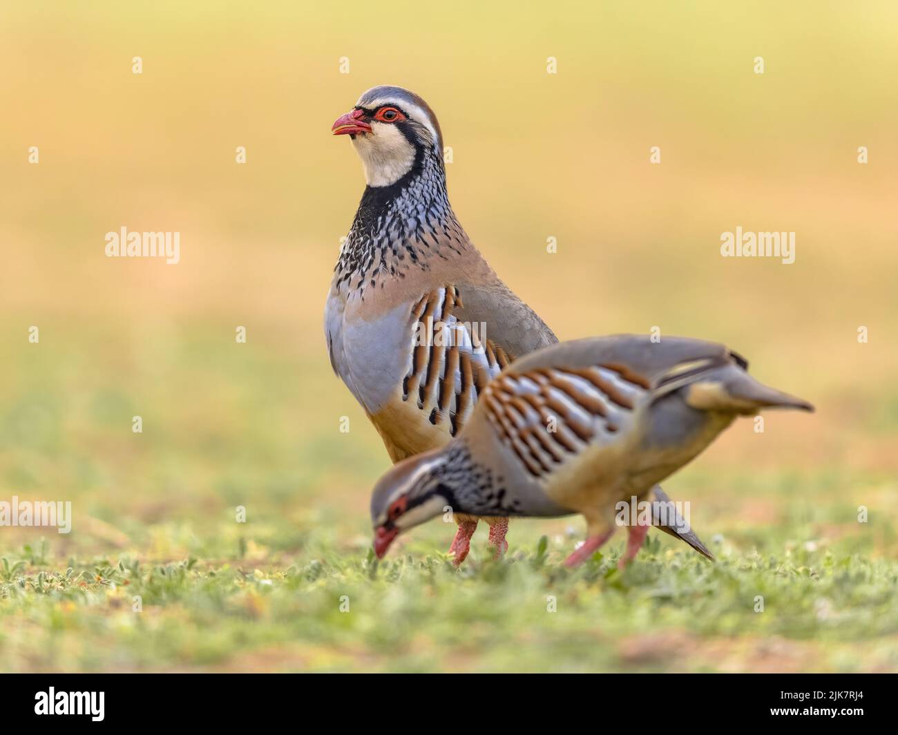 Couple Red-Legged Partridge (Alectoris rufa) is a Gamebird in the ...
