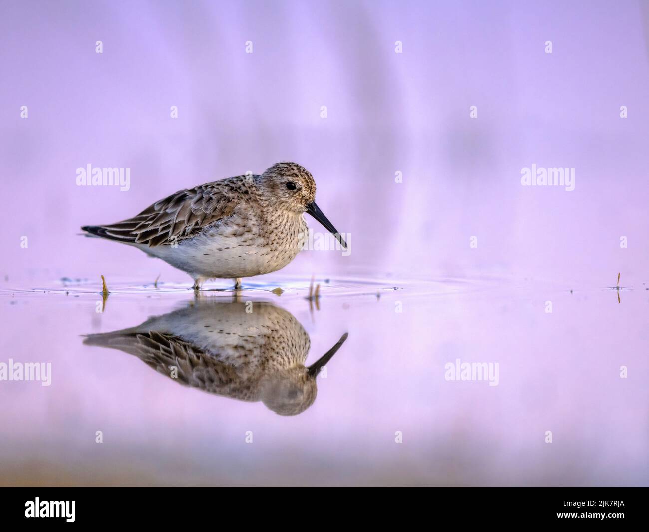 Dunlin (Calidris alpina) is a small Wader. Bird Wading in shallow Water ...