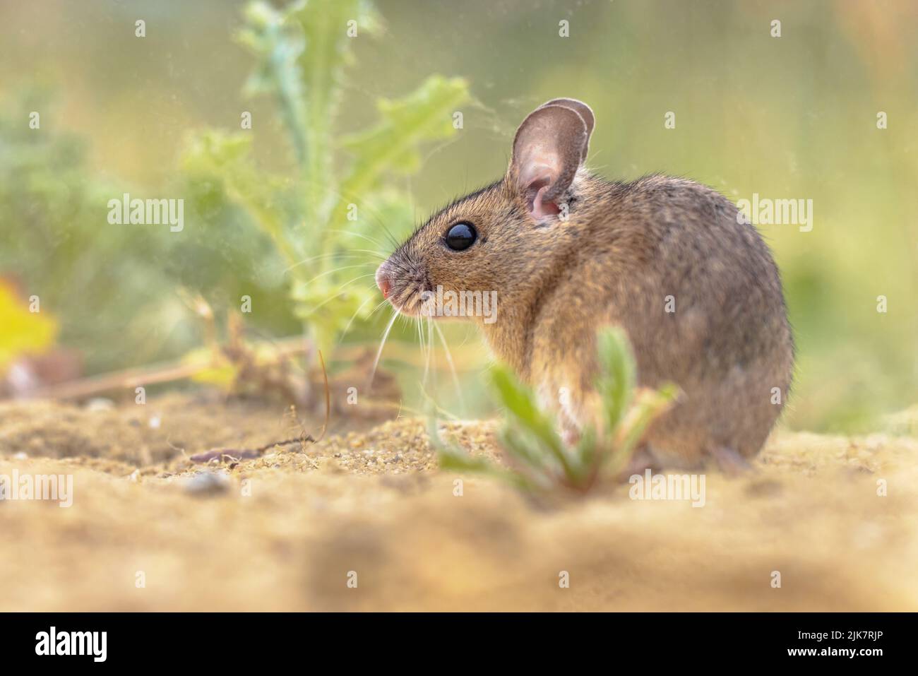 Wood Mouse (Apodemus sylvaticus) rodent in green moss natural ...