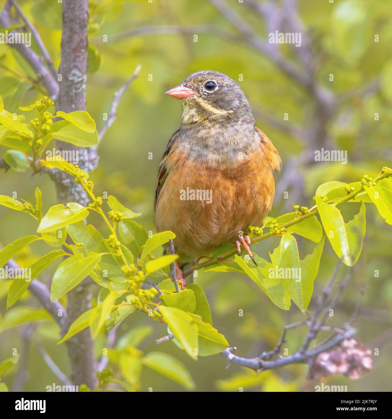 Ortolan Bunting (Emberiza hortulana) perched in Tree. This is a ...