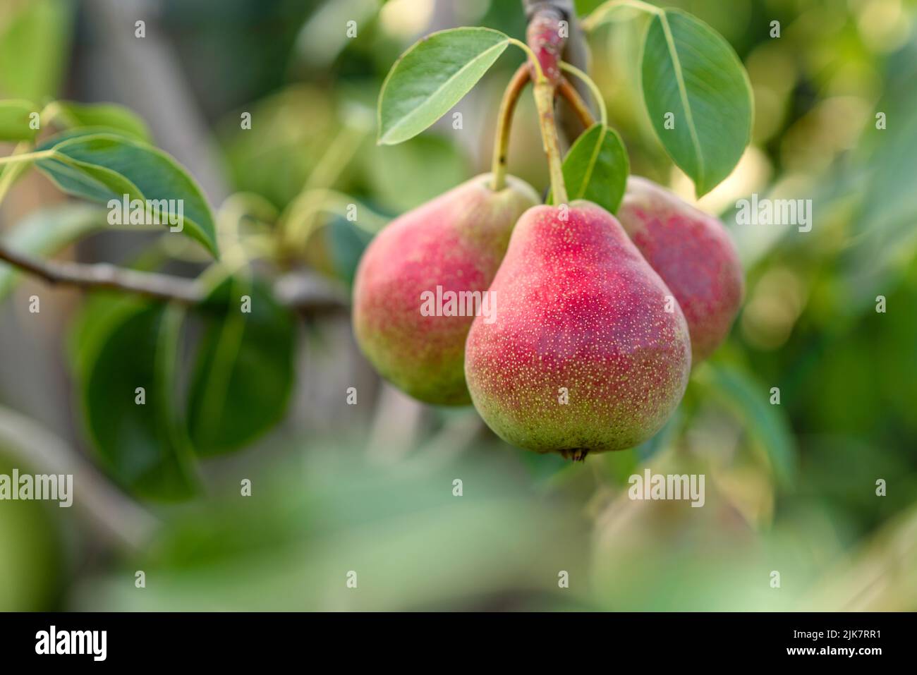 Ripe pears on tree branch. Organic pears in the garden. Close up view ...