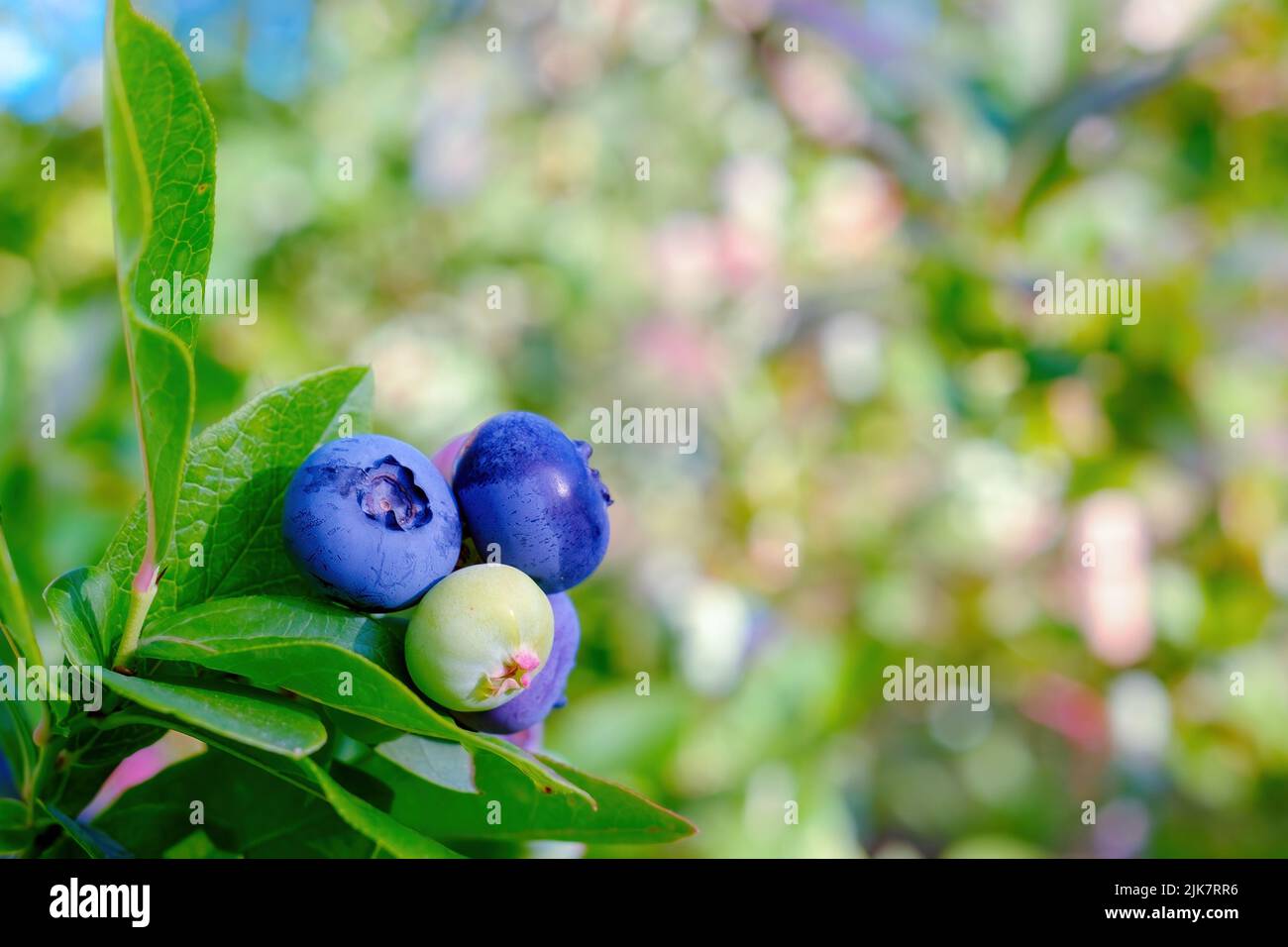 Blueberry. Large berries on a bush close-up. Bright and saturated ...