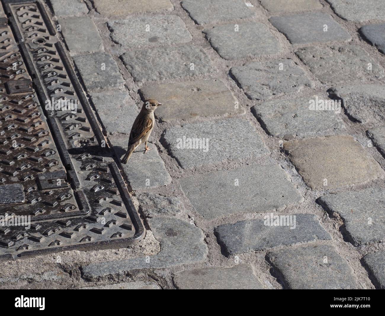 house sparrow scientific name Passer domesticus bird of animal class ...