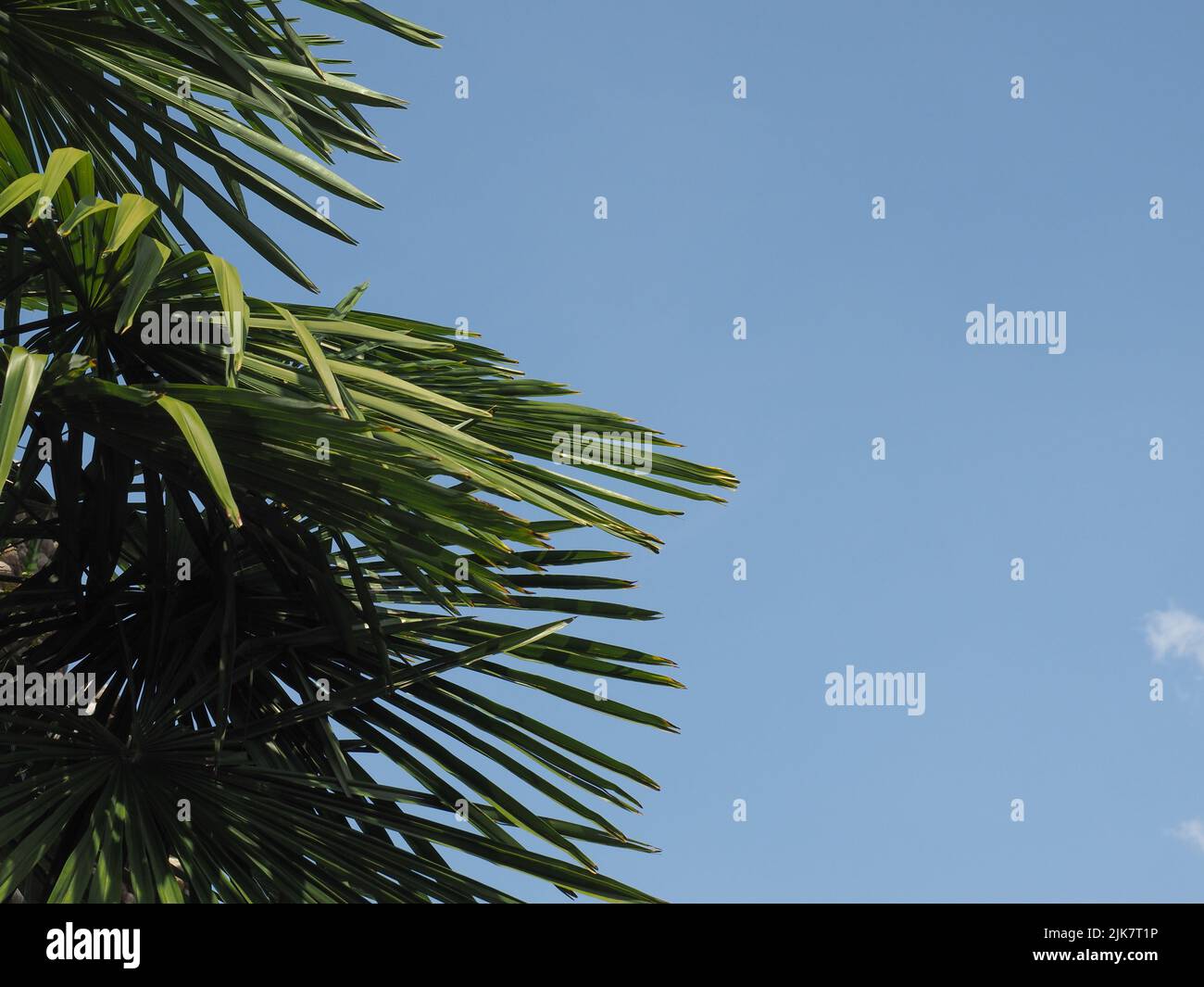 palm tree scientific classification Arecaceae over blue sky with copy ...